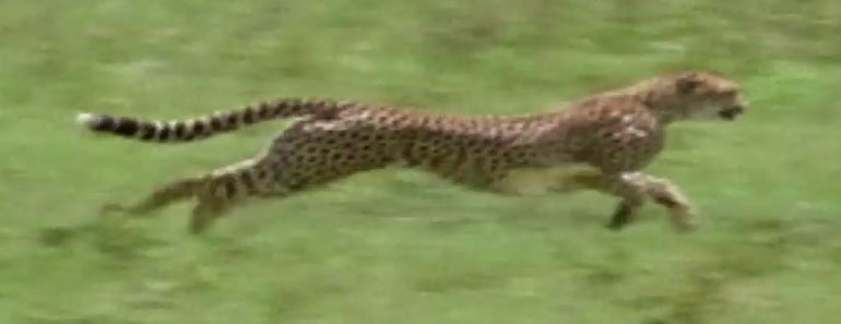 Who's Faster? Cheetah vs Greyhound...